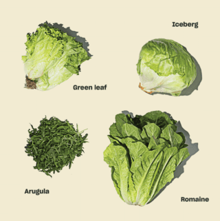 Not Just for Salads: Everything You Need to Know About Lettuce