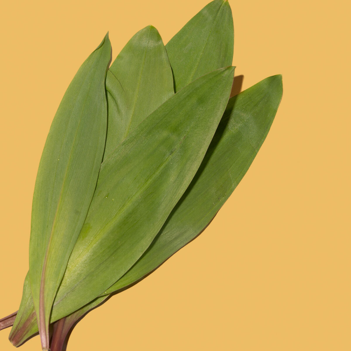 What’s in Season: April Fruits & Vegetables - Misfits Market