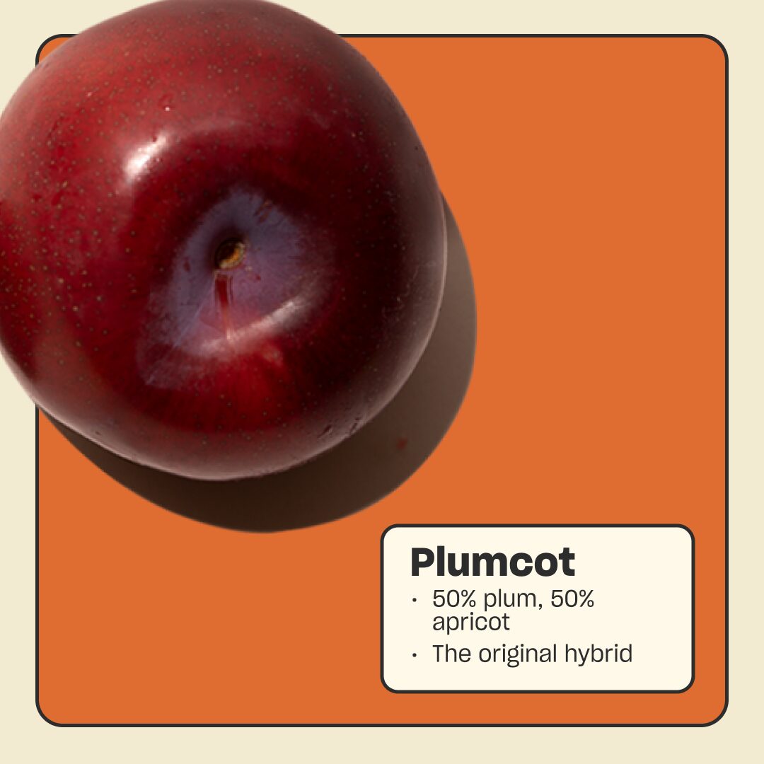 What Are Hybrid Fruits? A Guide to Pluots, Plumcots, and More - Misfits ...