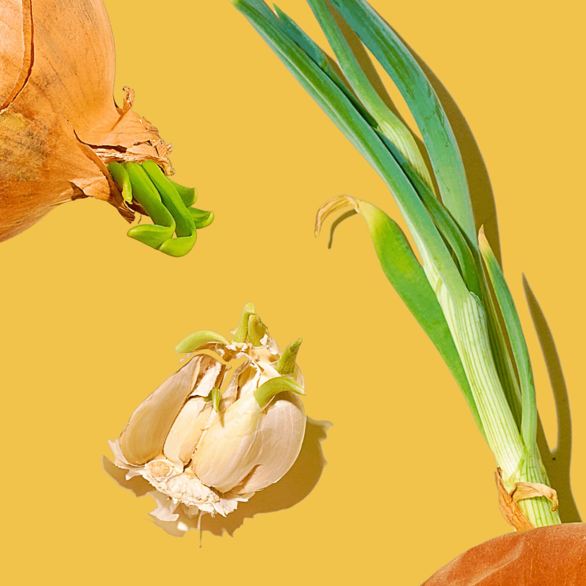 Is It Safe to Eat Sprouting Produce? - Misfits Market